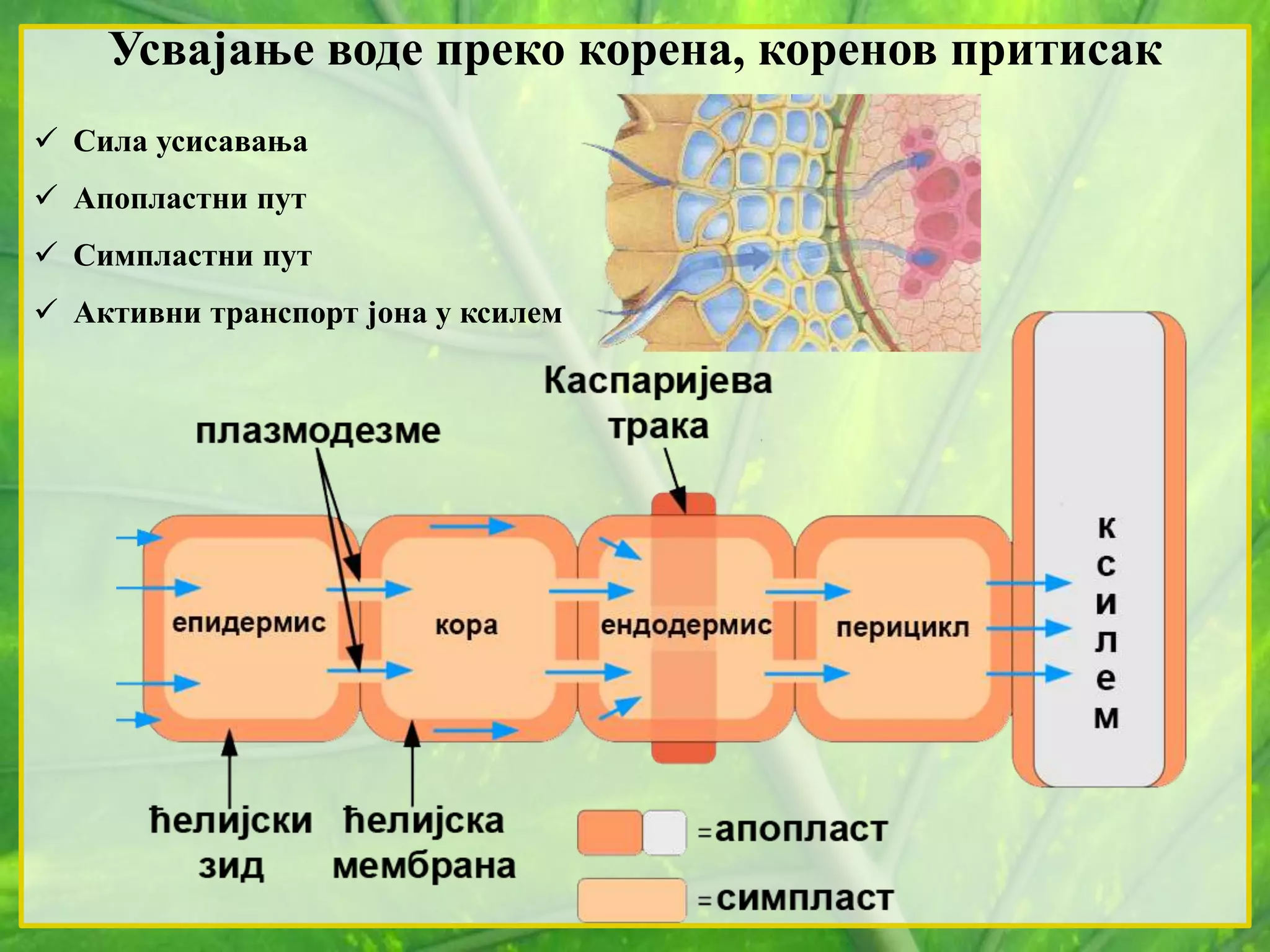 1. Vodni rezim biljaka. promet vode kroz biljku | PPTX