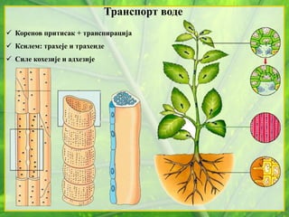 1. Vodni rezim biljaka. promet vode kroz biljku | PPTX