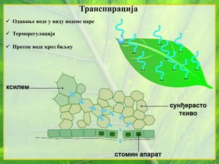 1. Vodni rezim biljaka. promet vode kroz biljku | PPTX