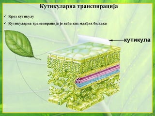 1. Vodni rezim biljaka. promet vode kroz biljku | PPTX