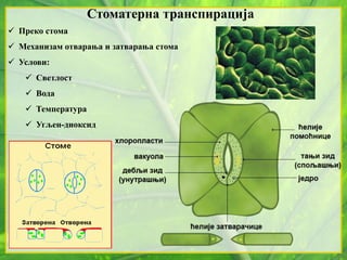 1. Vodni rezim biljaka. promet vode kroz biljku | PPTX