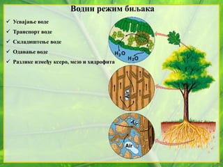 1. Vodni rezim biljaka. promet vode kroz biljku | PPTX