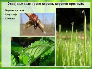 1. Vodni rezim biljaka. promet vode kroz biljku | PPTX