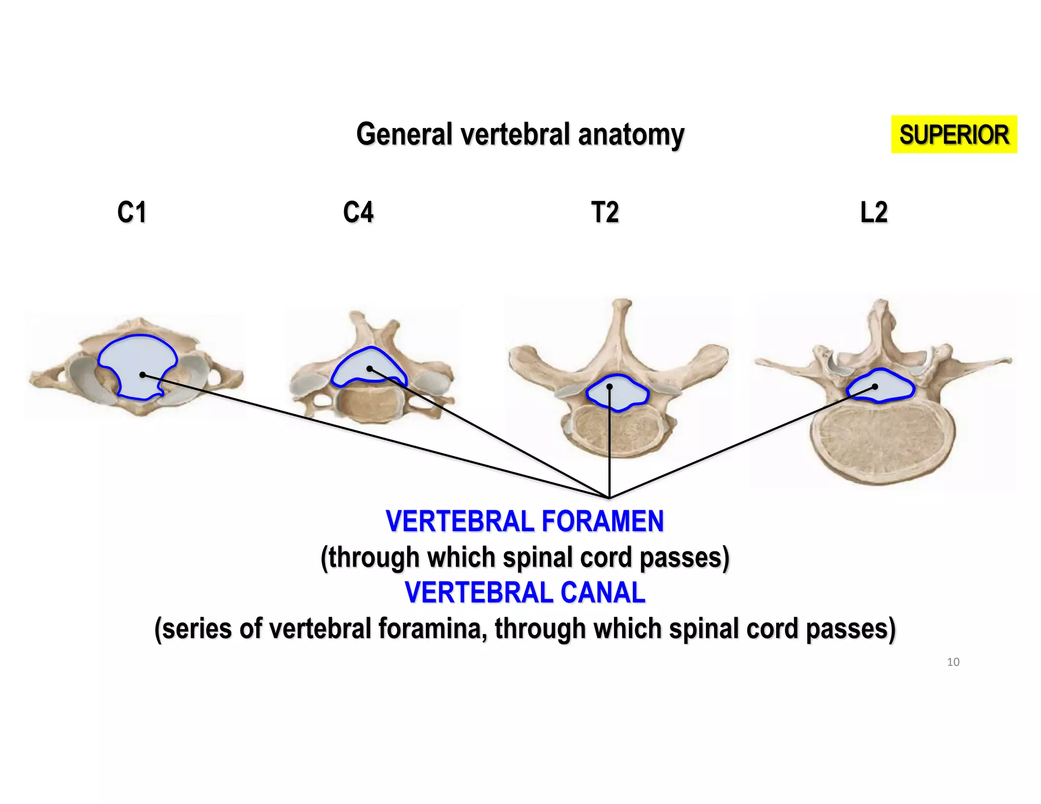 1. vertebral column | PDF