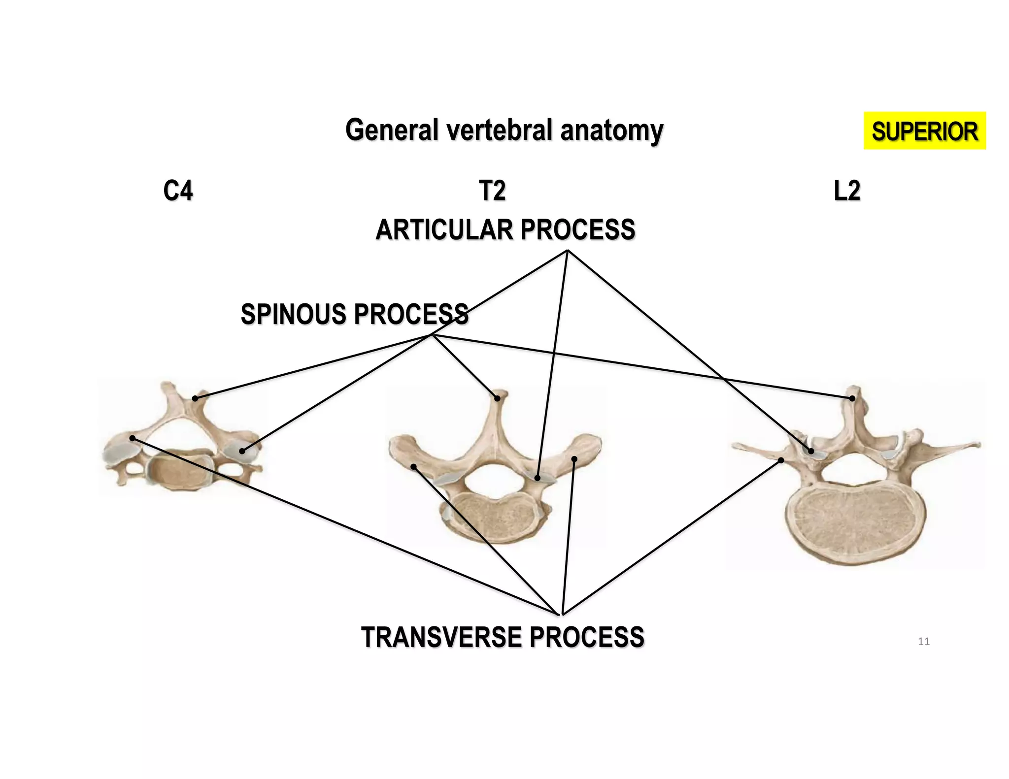 1. vertebral column | PDF