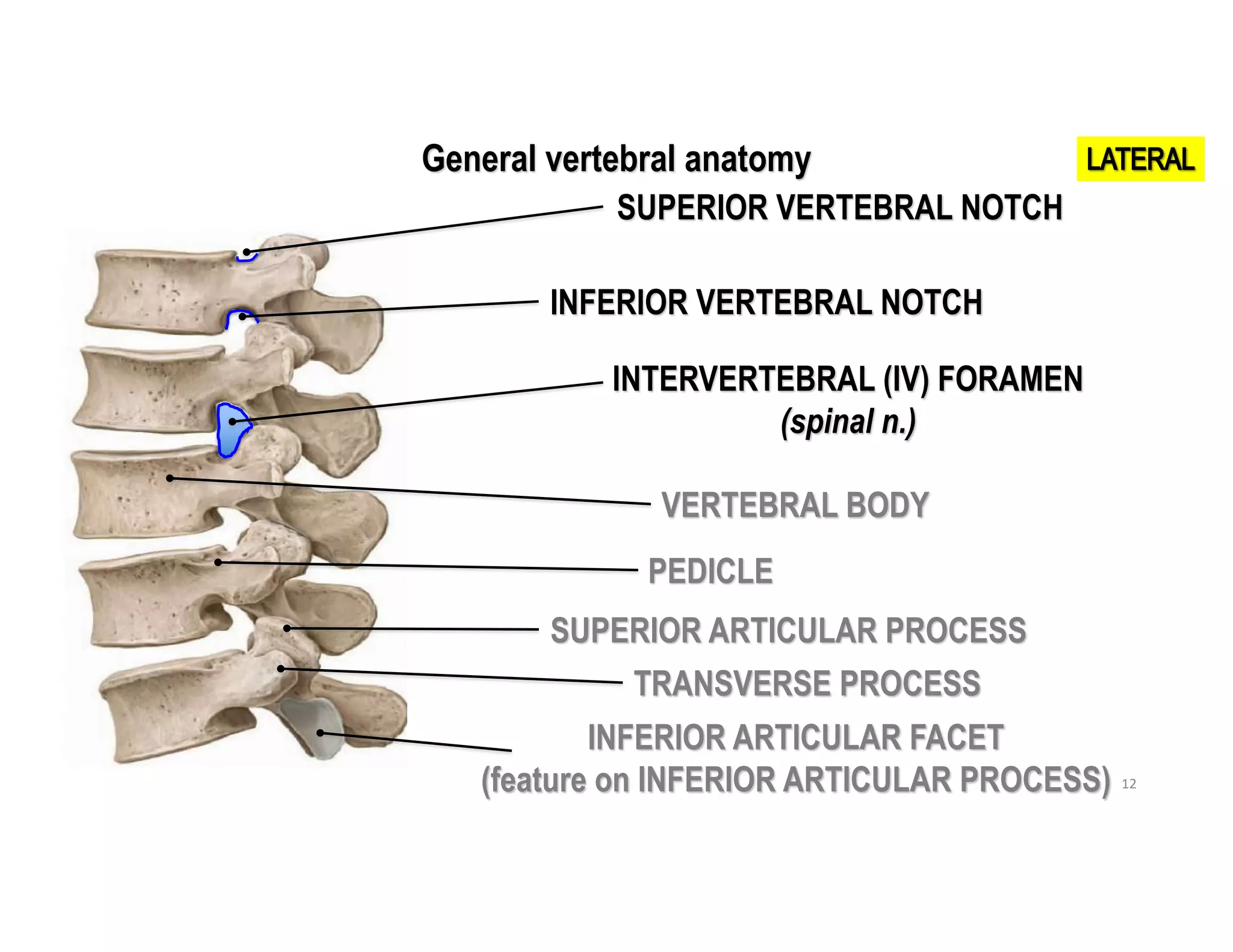 1. vertebral column | PDF