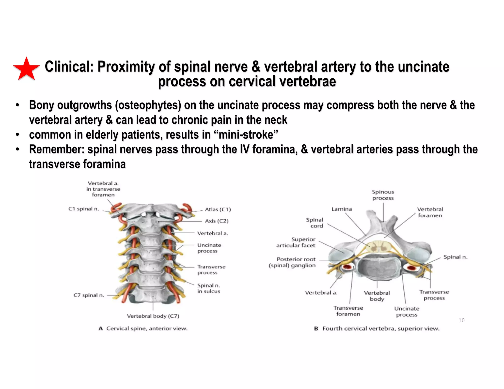 1. vertebral column | PDF