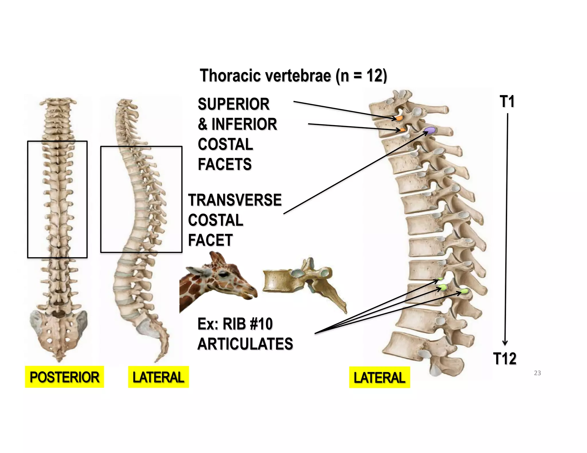 1. vertebral column | PDF