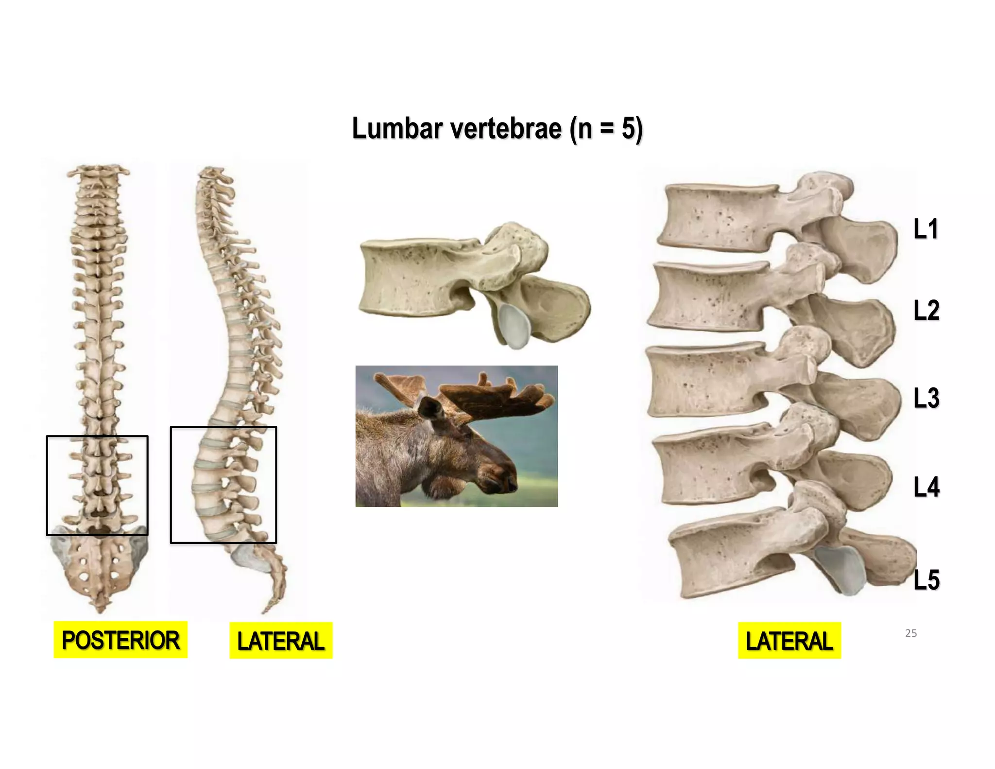 1. vertebral column | PDF