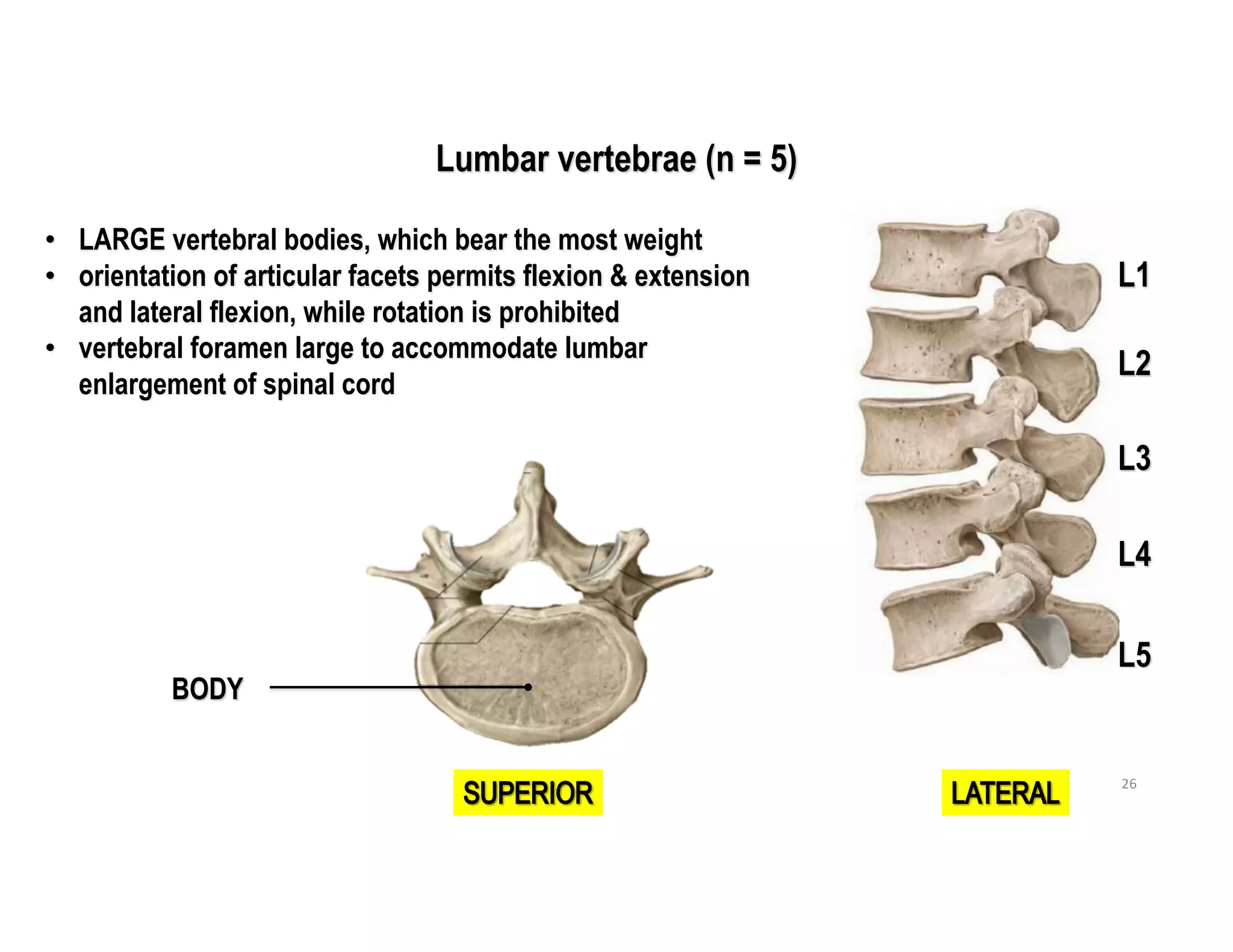 1. vertebral column | PDF