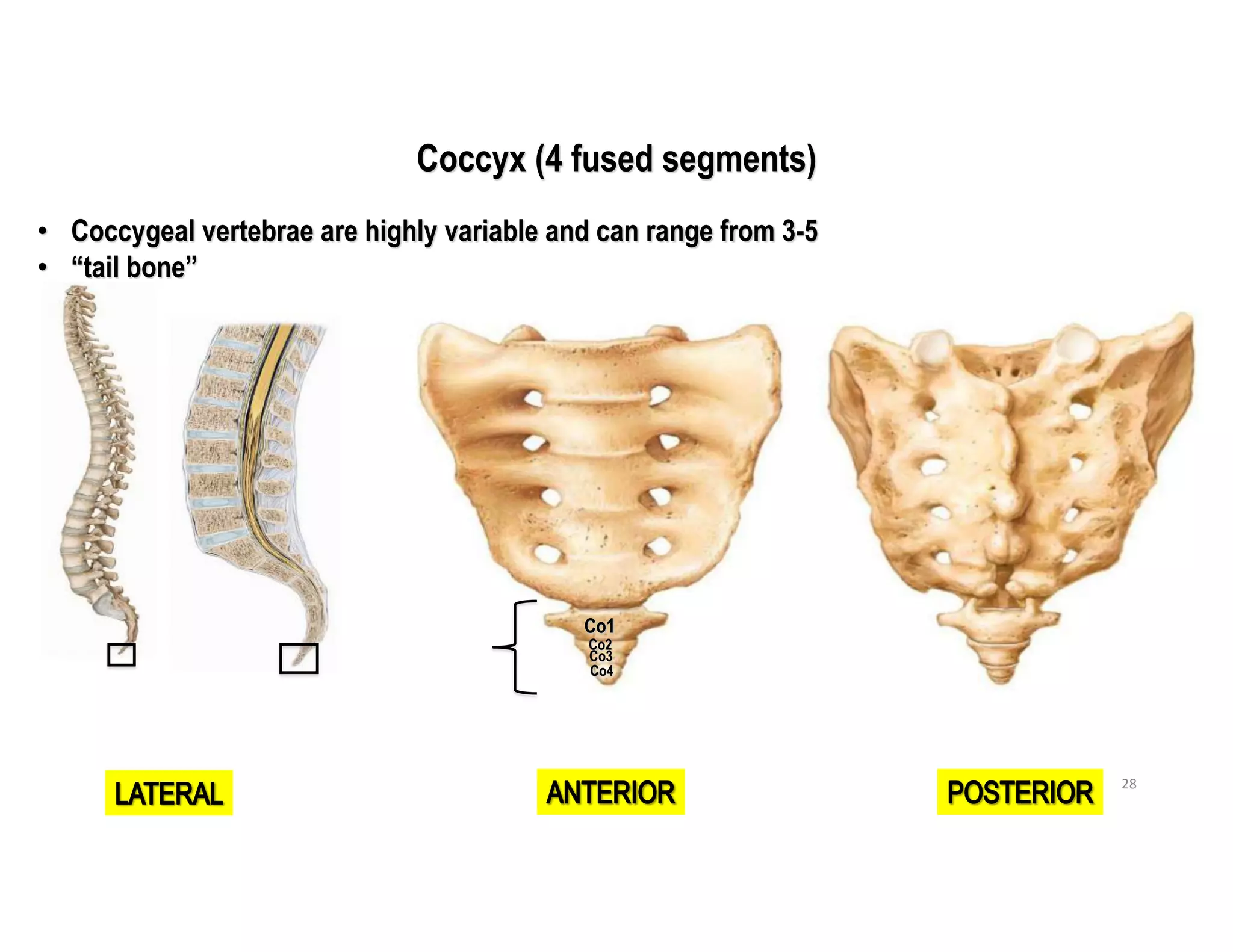 1. vertebral column | PDF
