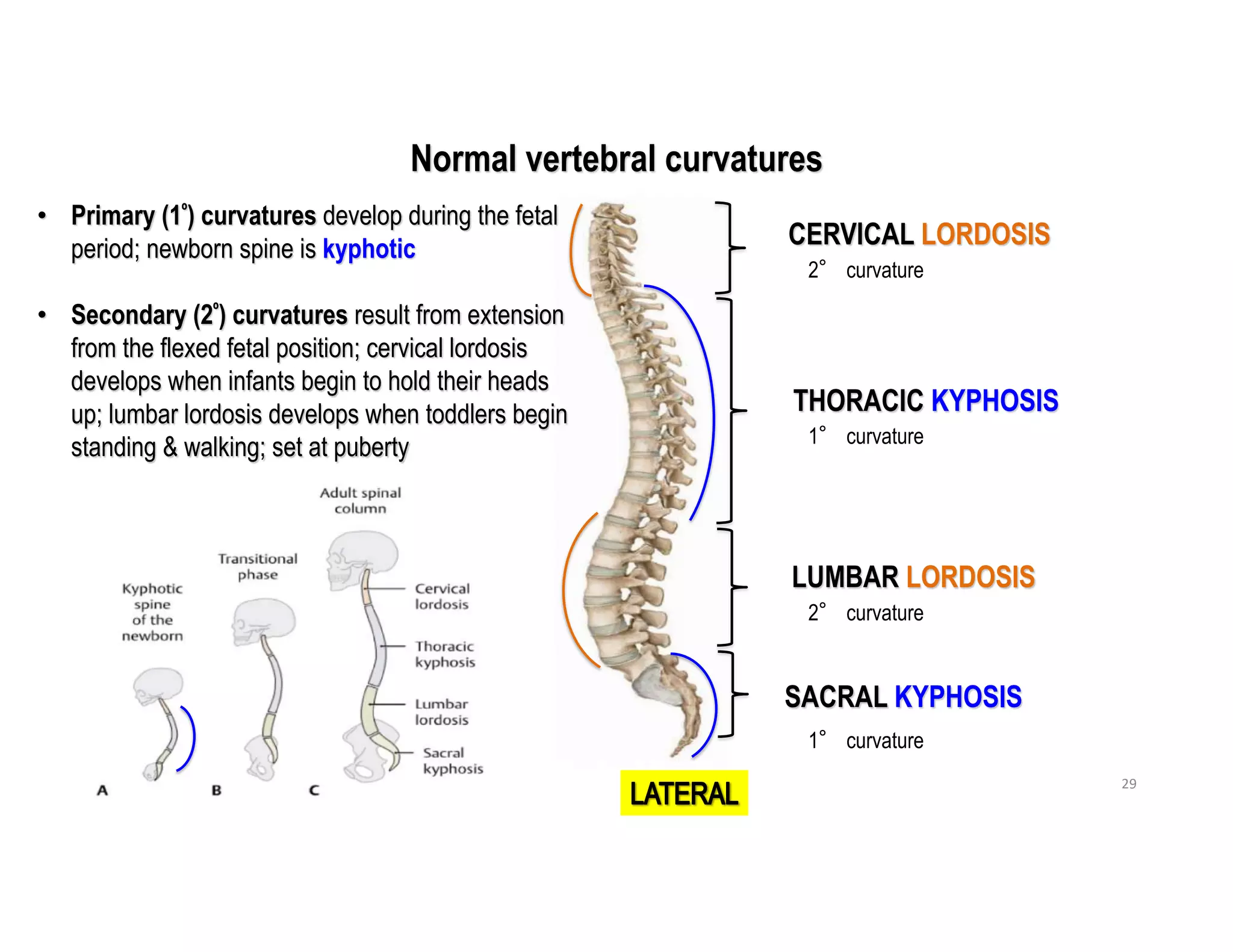 1. vertebral column | PDF