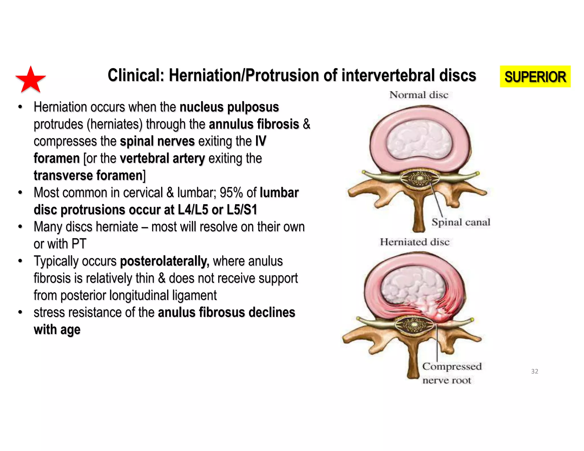 1. vertebral column | PDF