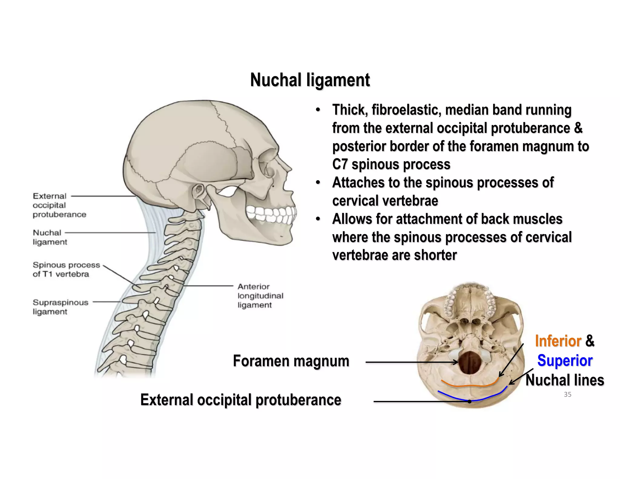 1. vertebral column | PDF