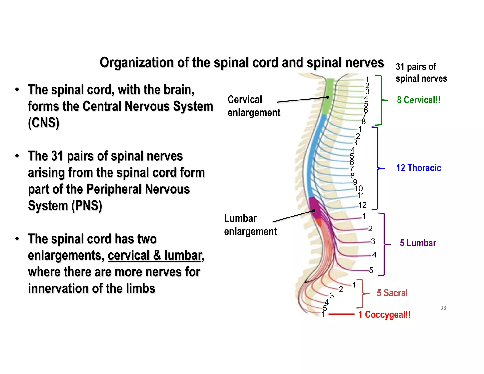 1. vertebral column | PDF