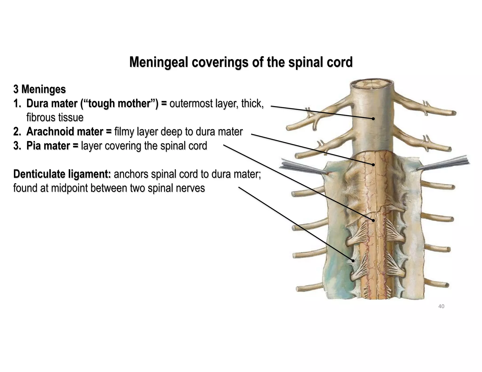 1. vertebral column | PDF