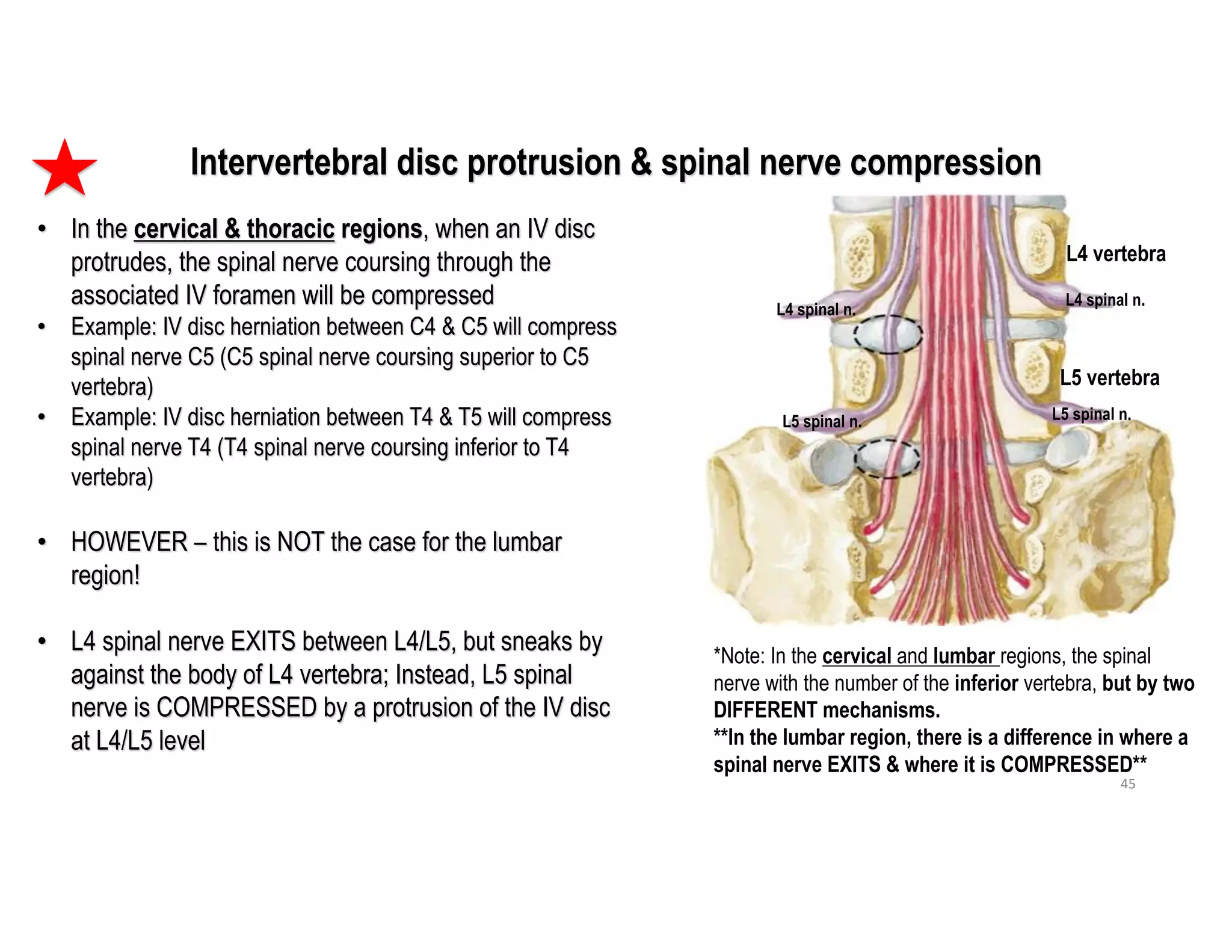1. vertebral column | PDF