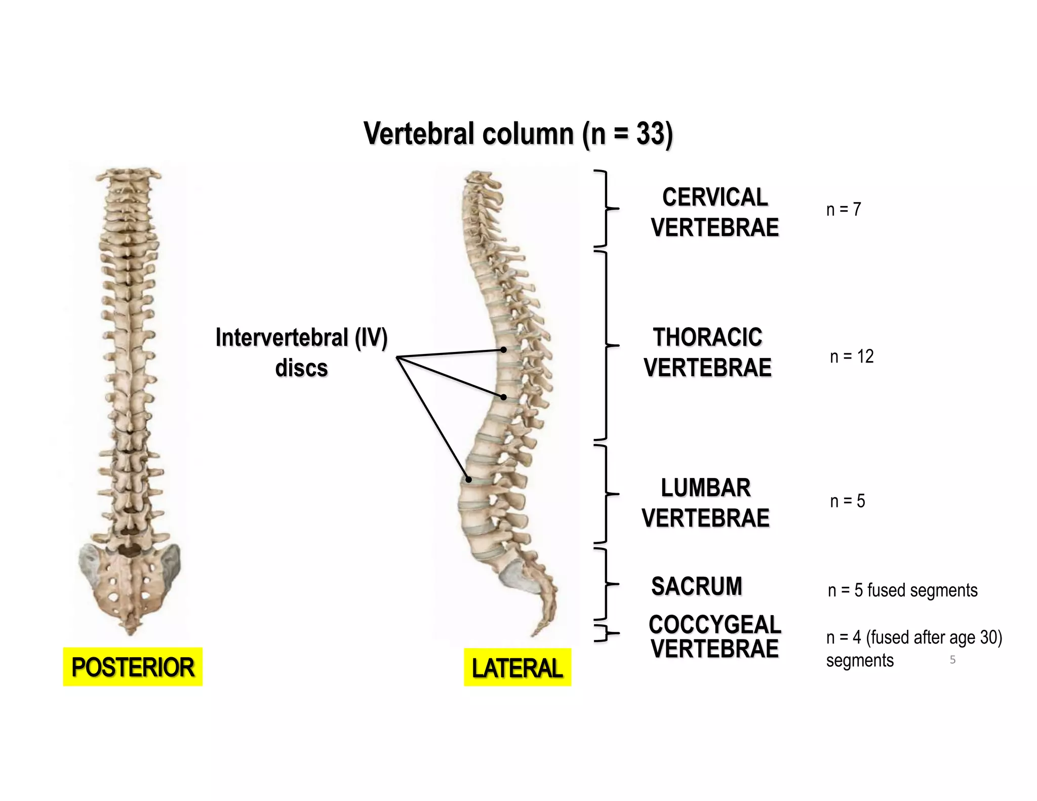 1. vertebral column | PDF