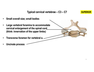 1. vertebral column | PDF