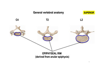 1. vertebral column | PDF