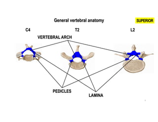 1. vertebral column | PDF