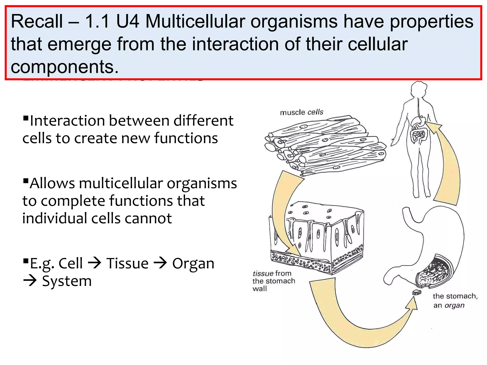 1.1 introduction-to-cells | PPT