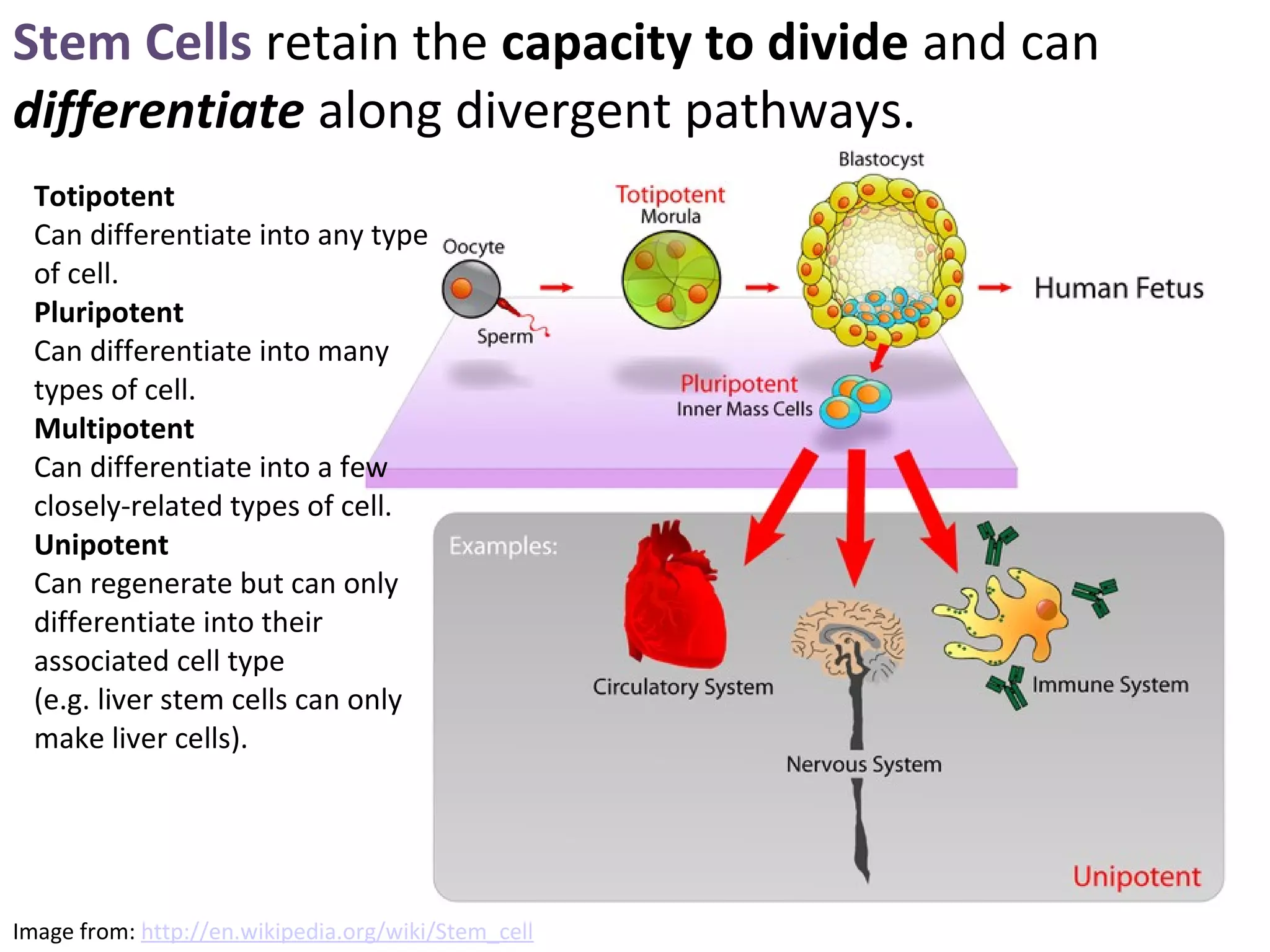 1.1 introduction-to-cells | PPT