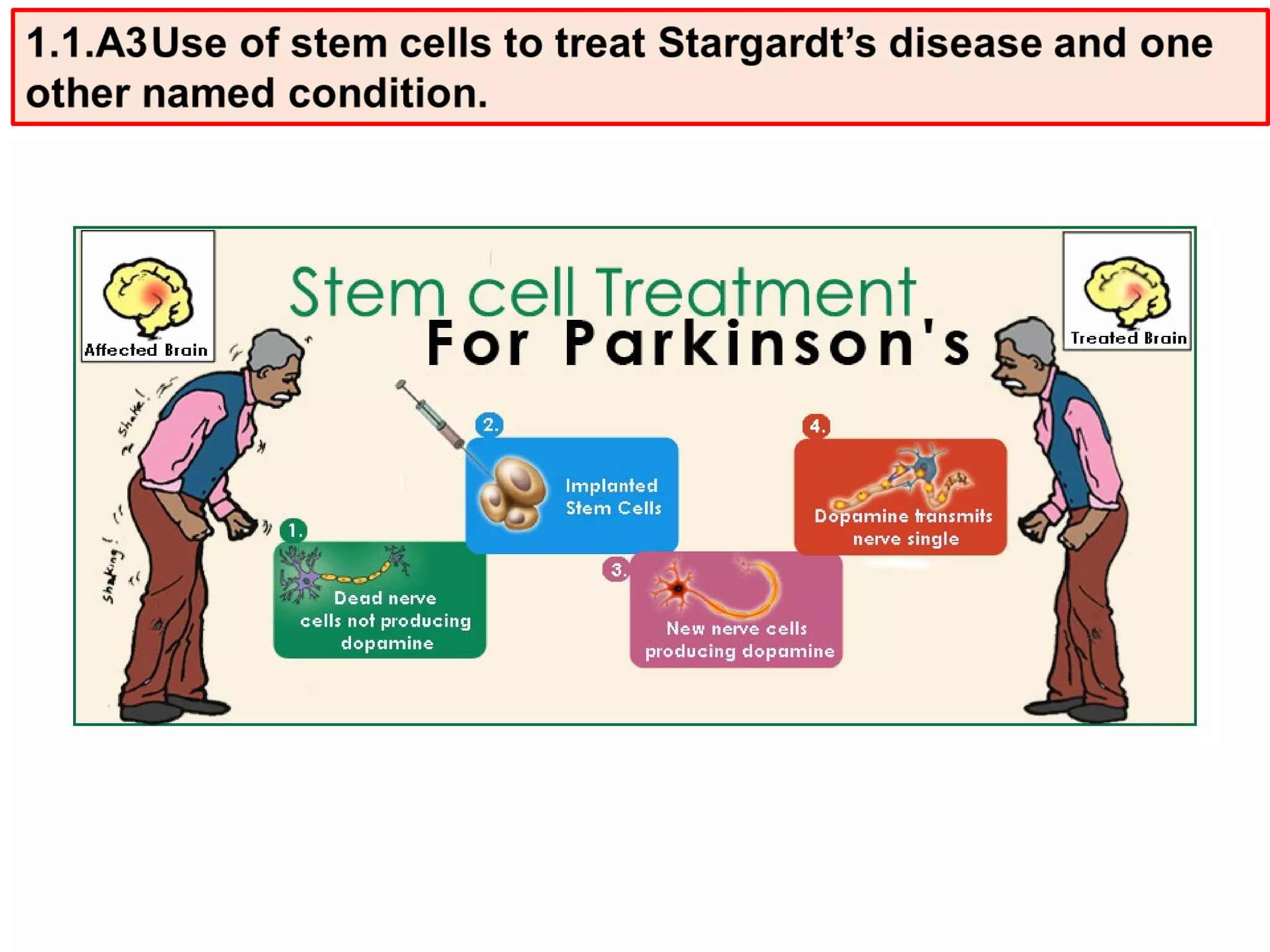 1.1 introduction-to-cells | PPT