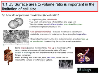 1.1 introduction-to-cells | PPT