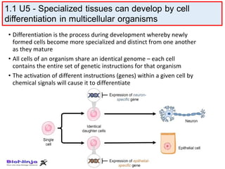 1.1 introduction-to-cells | PPT