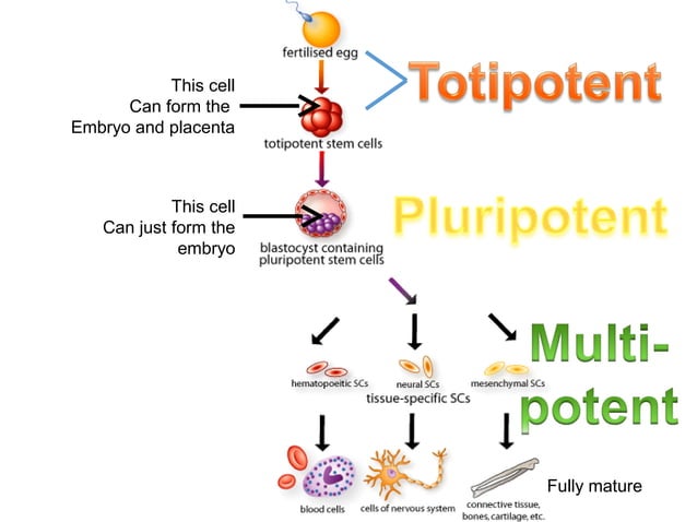 1.1 introduction-to-cells | PPT