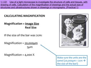 1.1 introduction-to-cells | PPT