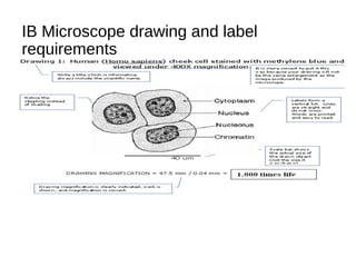 1.1 introduction-to-cells | PPT