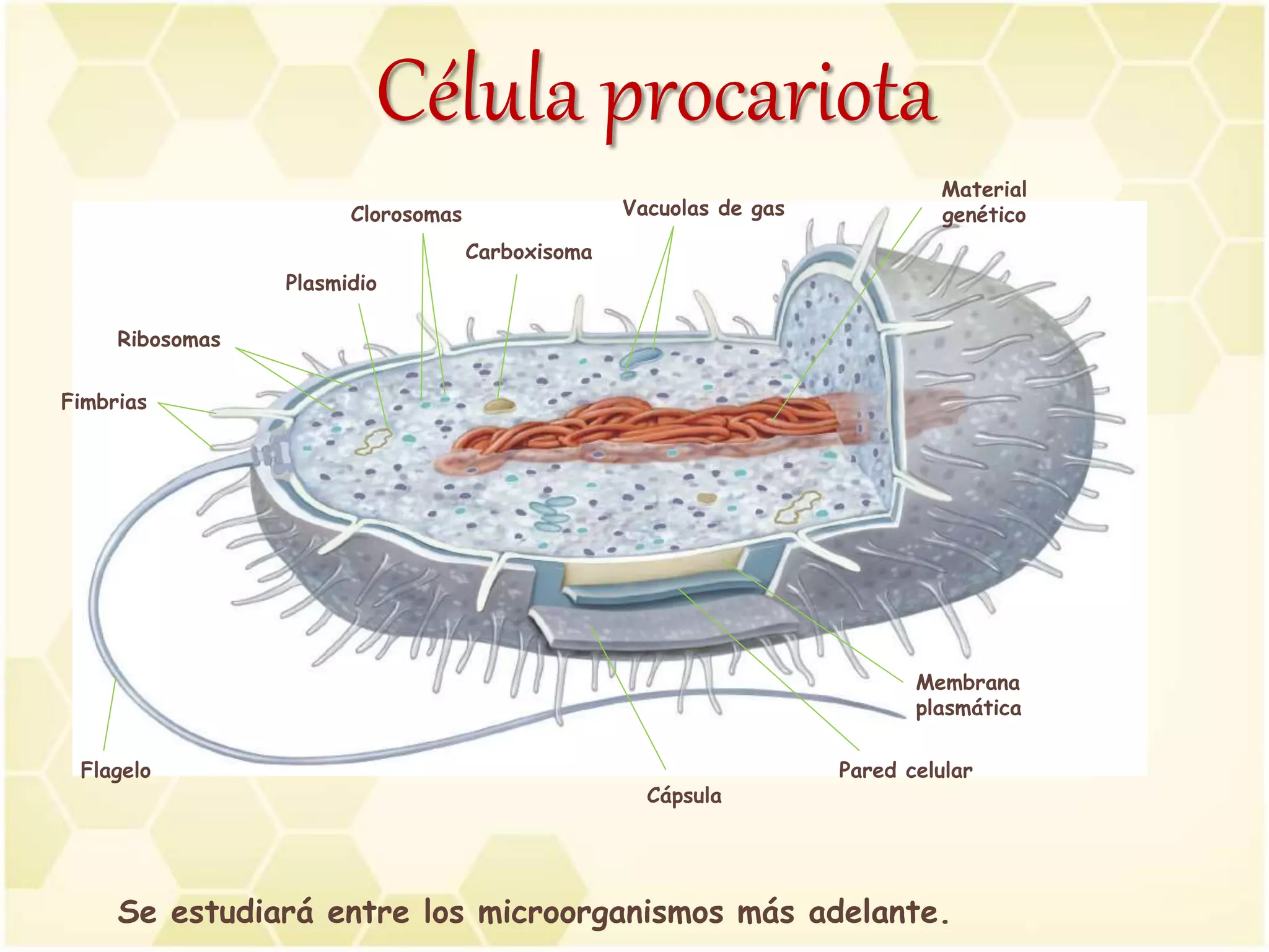 Célula 1 teoría celular y envolturas celulares | PPTX