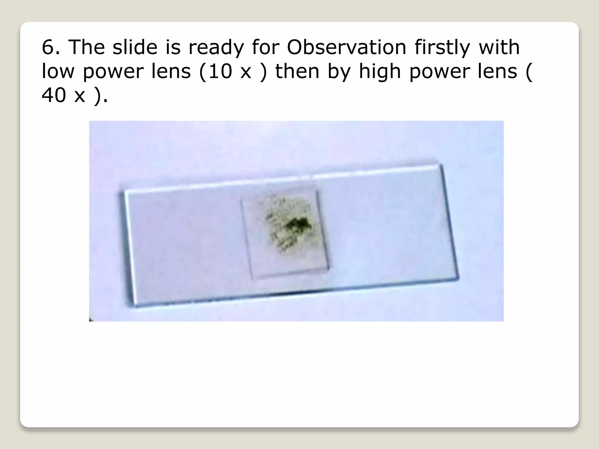 1. microscope, potato, maize | PPTX