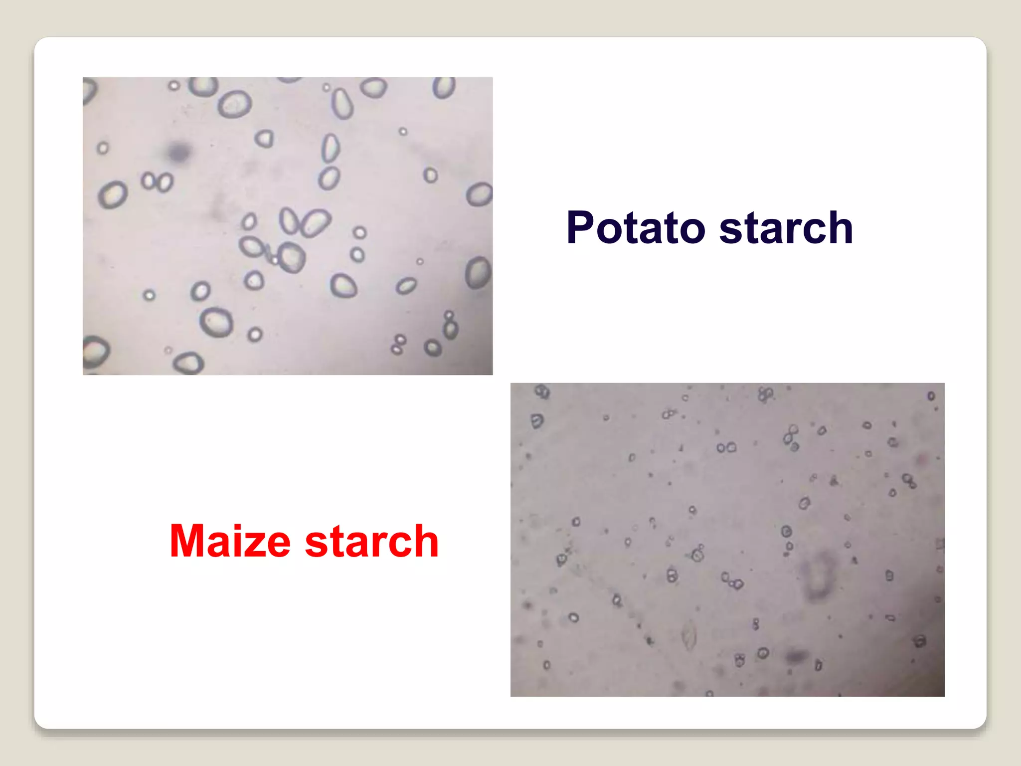 1. microscope, potato, maize | PPTX