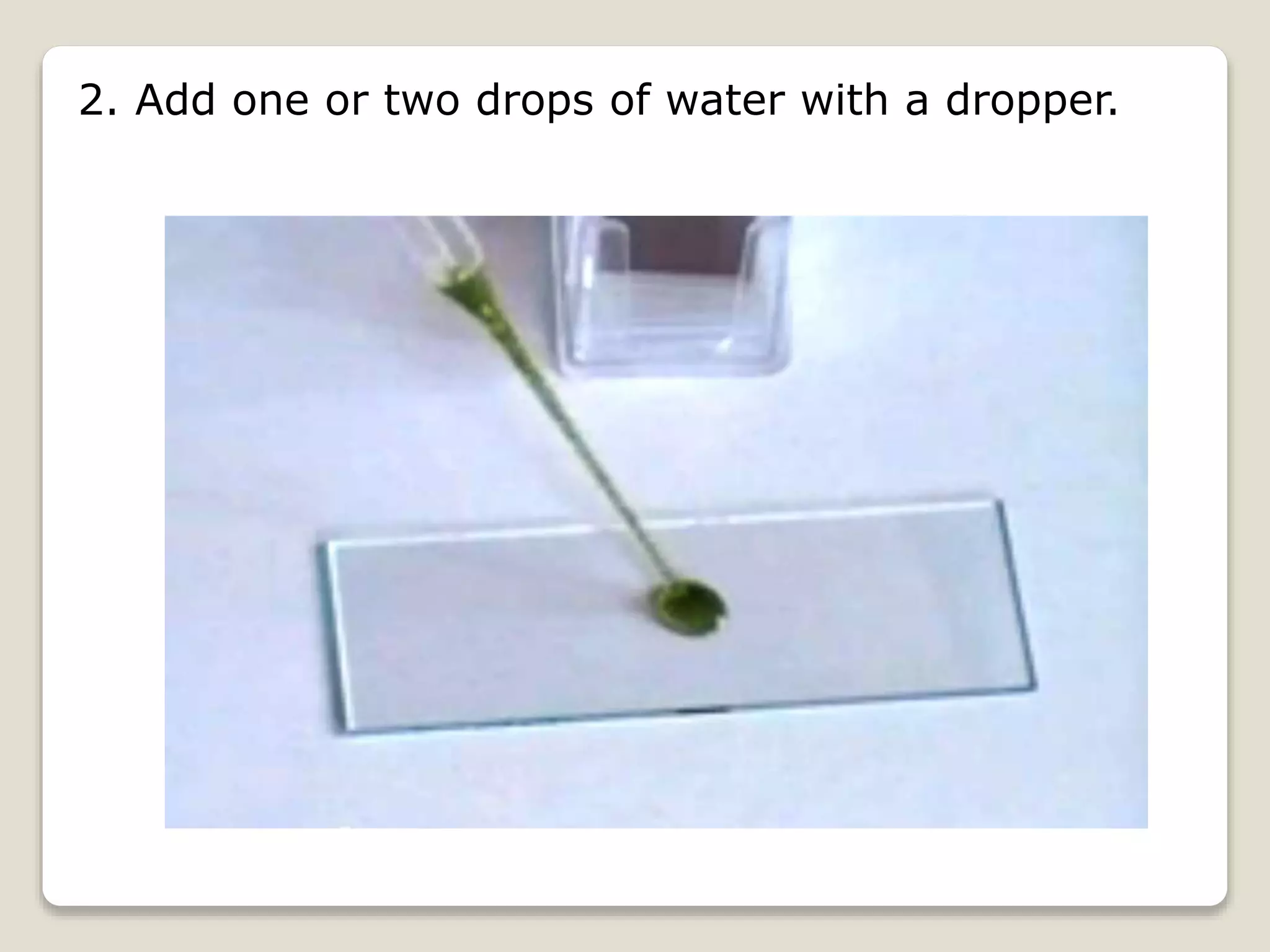 1. microscope, potato, maize | PPTX