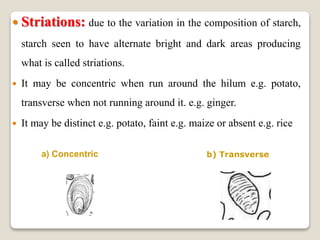 1. microscope, potato, maize | PPTX