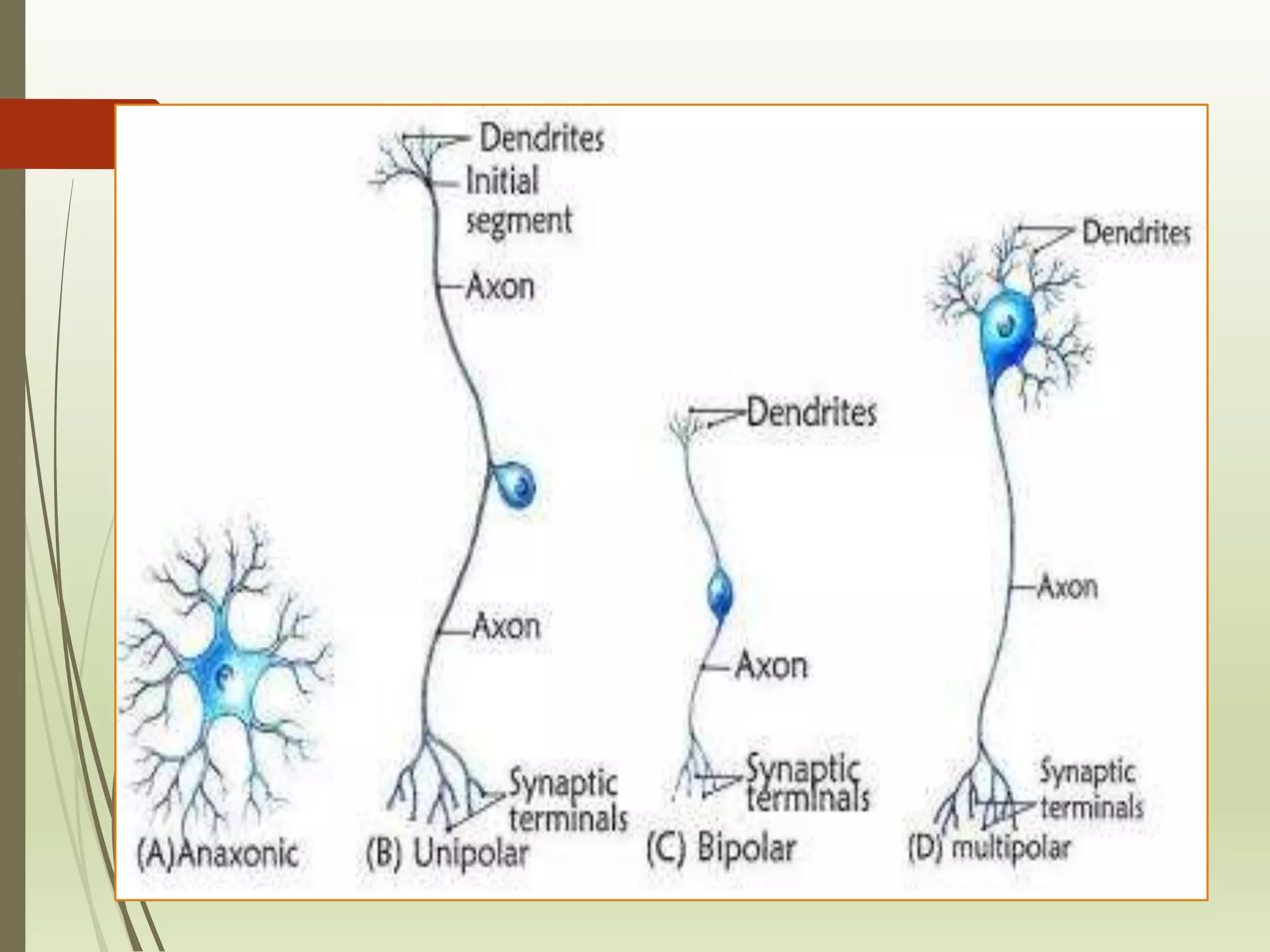 1. classification of nerves BY DR QAZI IMTIAZ RASOOL | PPT