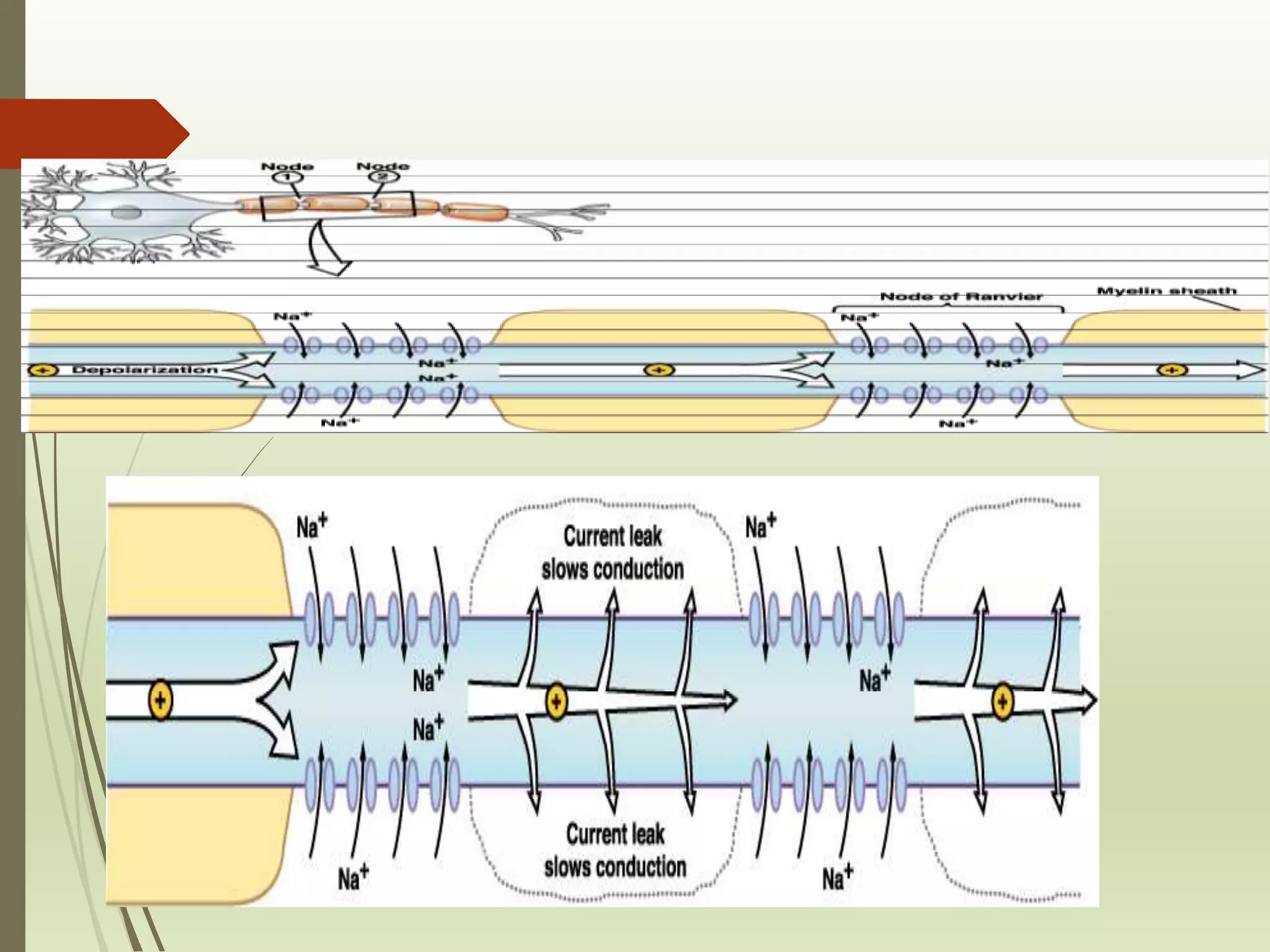 1. classification of nerves BY DR QAZI IMTIAZ RASOOL | PPT