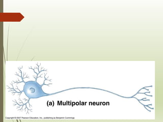 1. classification of nerves BY DR QAZI IMTIAZ RASOOL | PPT