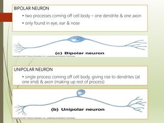 1. classification of nerves BY DR QAZI IMTIAZ RASOOL | PPT