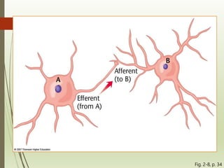 1. classification of nerves BY DR QAZI IMTIAZ RASOOL | PPT