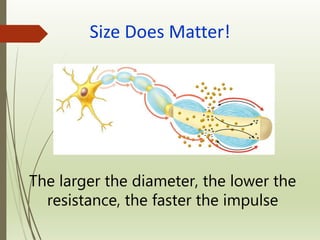 1. classification of nerves BY DR QAZI IMTIAZ RASOOL | PPT