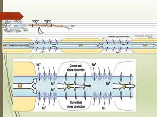 1. classification of nerves BY DR QAZI IMTIAZ RASOOL | PPT
