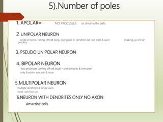 1. classification of nerves BY DR QAZI IMTIAZ RASOOL | PPT