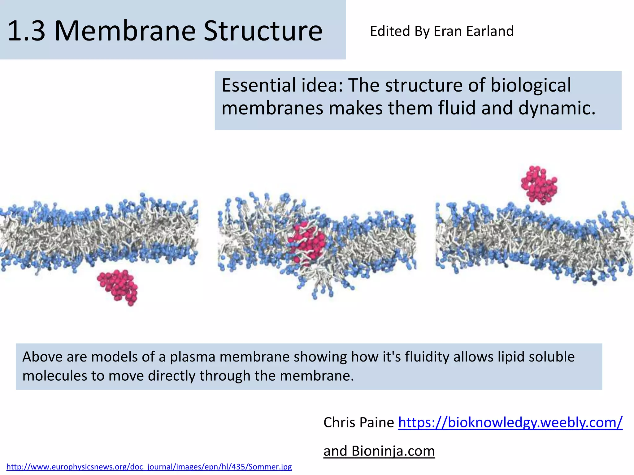 IB Biology Topic 1.3 - Cell Membrane Structure | PPTX