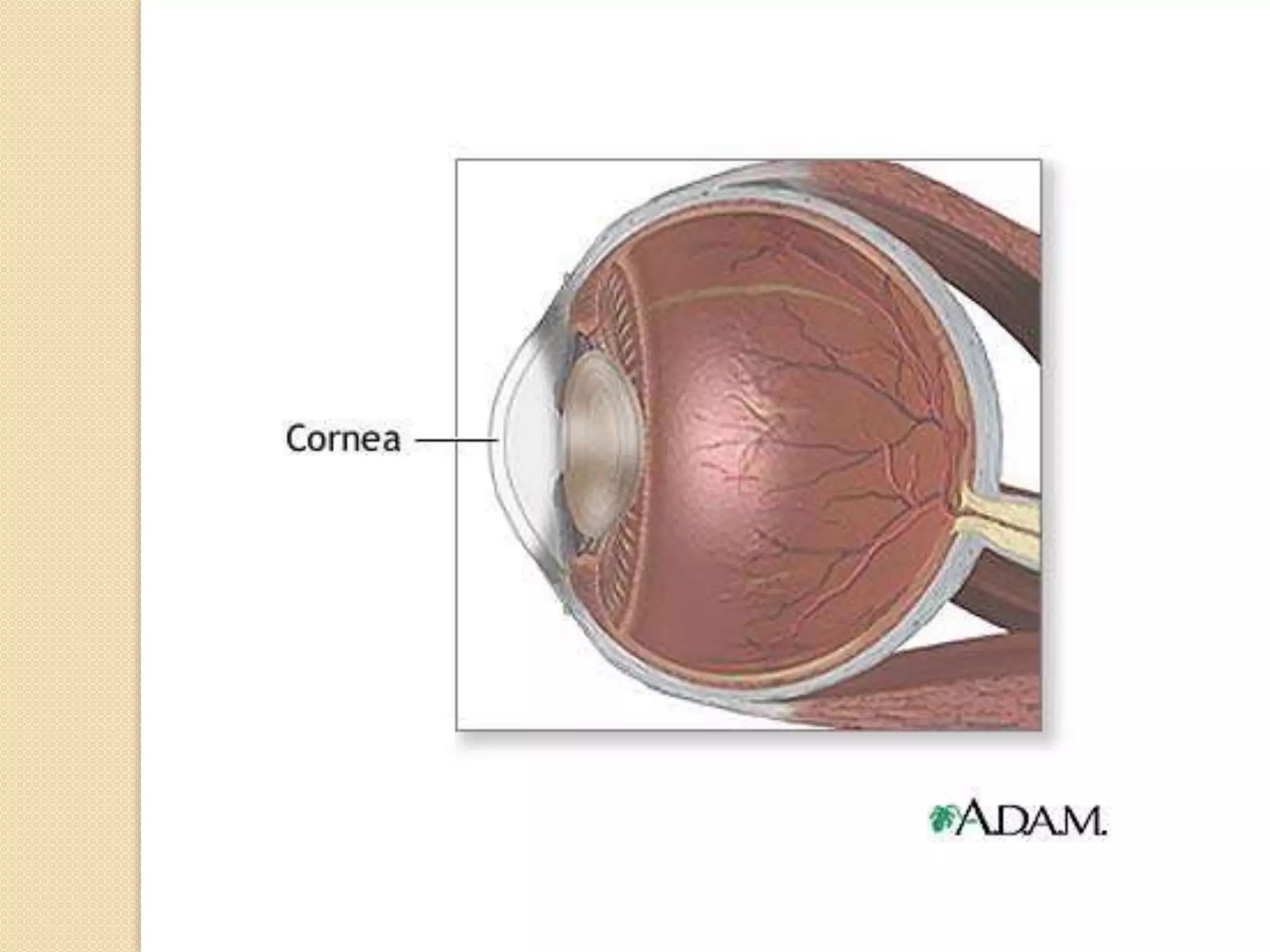 1.anatomy , physiology , pathology of cornea | PPTX