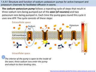 1.4 Part 1 - Cell Transport | PPTX
