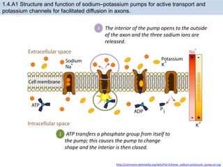 1.4 Part 1 - Cell Transport | PPTX